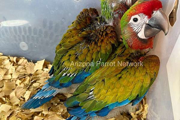 Shamrock Macaw Chicks