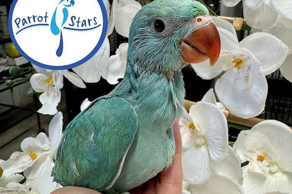 Baby Turquoise Indian Ringneck Available at Parrot Stars!