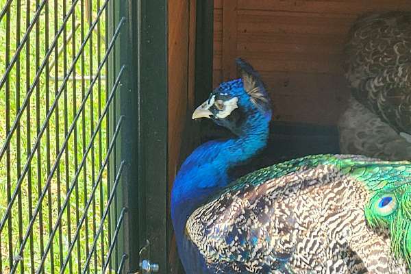 Male Peacock