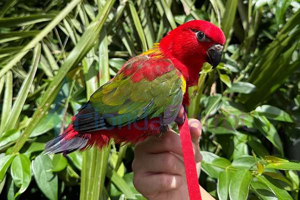 Chattering Lory