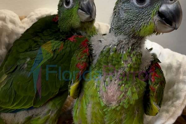 Yellow Crowned Amazon