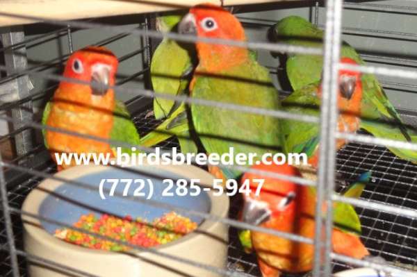 Male and female red factor Sun Conures available at $650 each. Multi-purcha