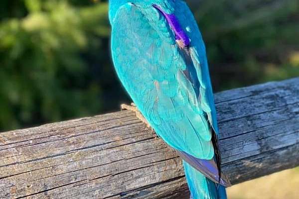 Blue eclectus