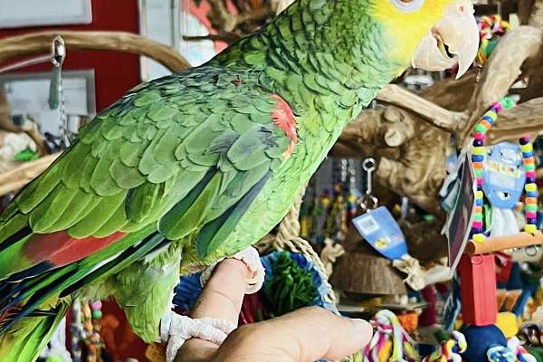 Double Yellow Amazon
