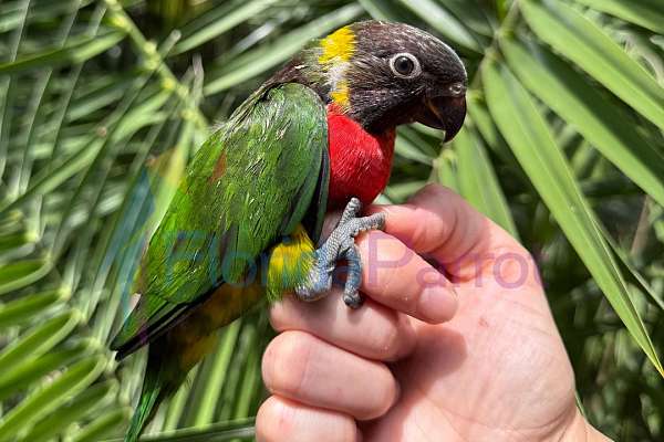 Forsten Lorikeet