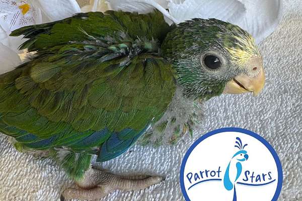Baby White Capped Pionus Available at Parrot Stars!