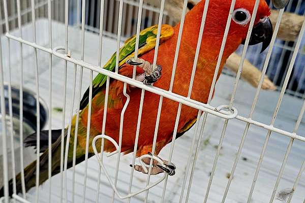 Beautiful red factor sun conure