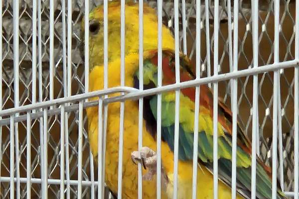 Proven pair of Red rump parakeets