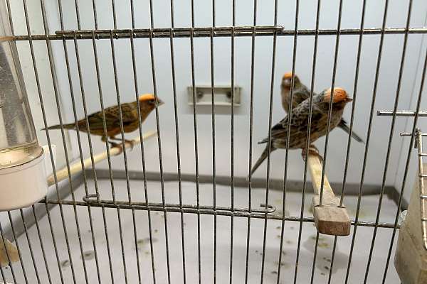 Lizard canaries