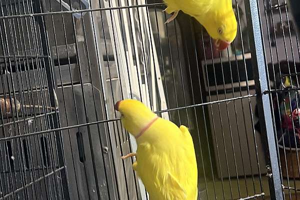 Indian Ringneck Lutino Pair Atlanta Georgia