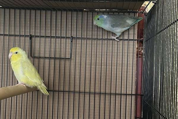 2 pairs of parrotlets