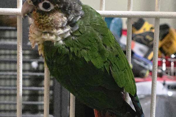 Conure