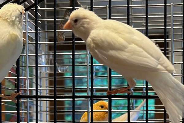 Russian singer canaries for sale