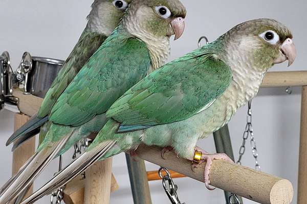 cinnamon turquoise GCC