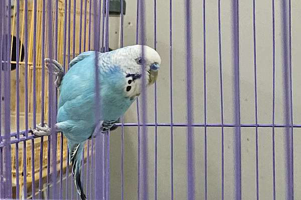Different parakeets colors and mutations