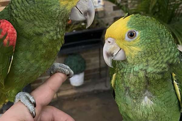 Double Yellow Head Amazons