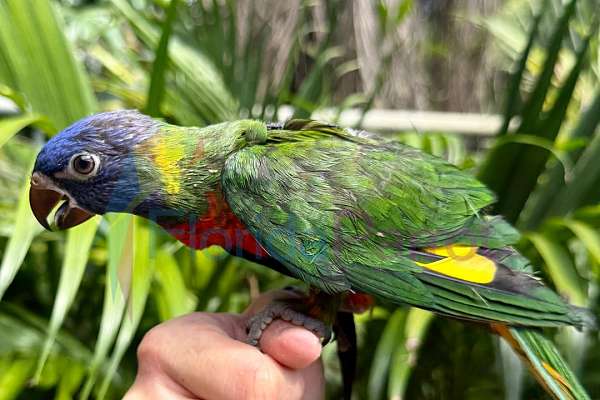 Blue Mountain Lorikeet