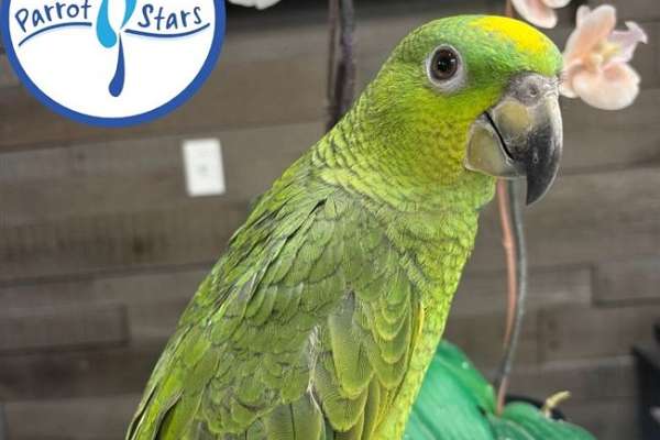 Baby Yellow Nape - Orange Wing Hybrid Amazon Available at Parrot Stars!