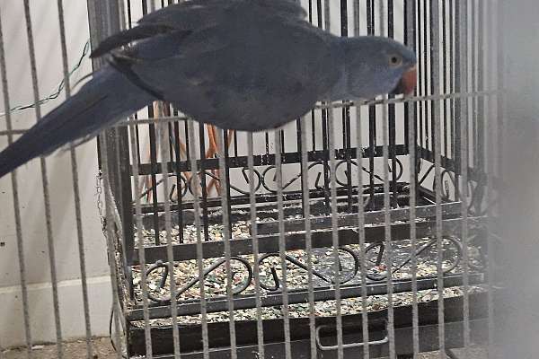 Proven pair indian ringneck
