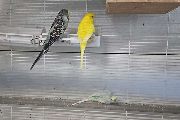 Proven pair of English parakeets