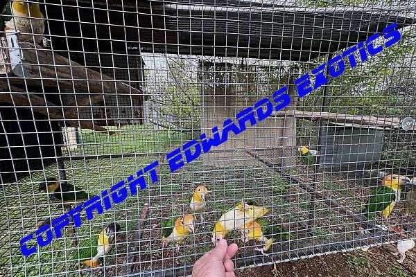 Caiques - Black Head and White Belly - Untamed Young Breeders