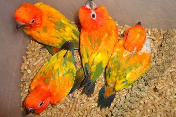 Baby red factor Sun Conures available at $750 each. Multi-purchase discount