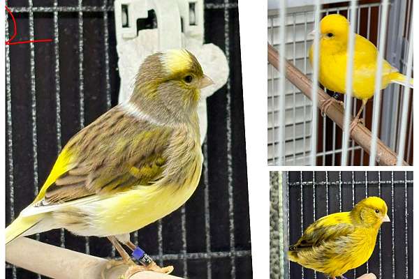 Fife Canaries