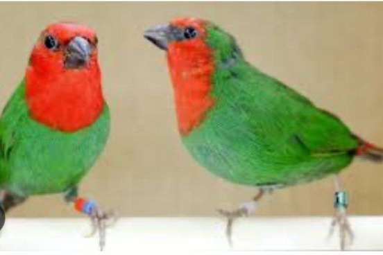 Red face Blueface parrot finches