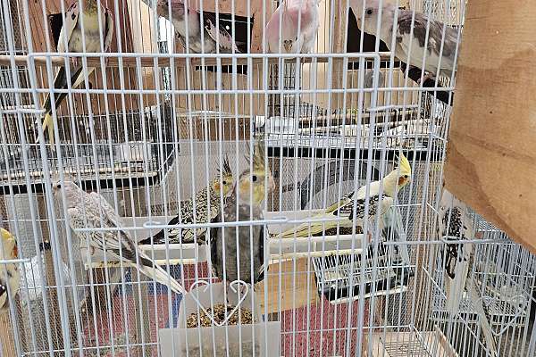 Different colors and mutations cocktiel