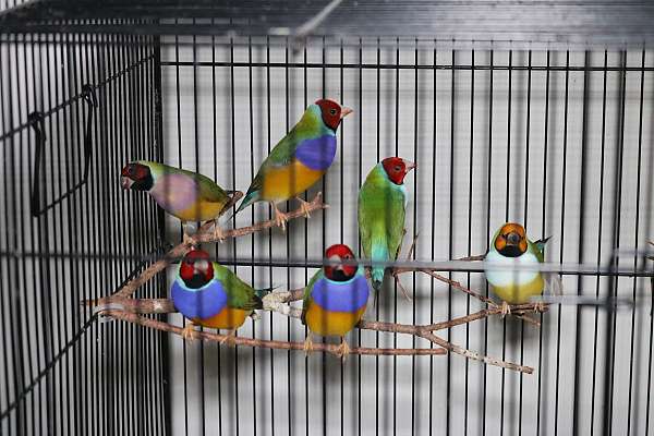 10 Lady Gouldian Finches -2025 Babies