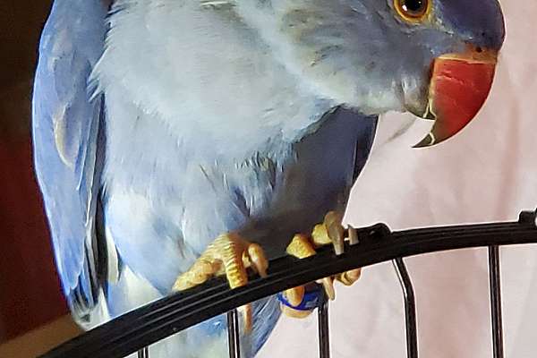 Adorable Baby Violet Cobalt Indian Ringneck For Rehoming