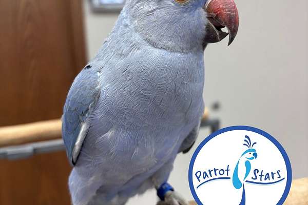 Baby Violet Cobalt Indian Ringneck Available at Parrot Stars!