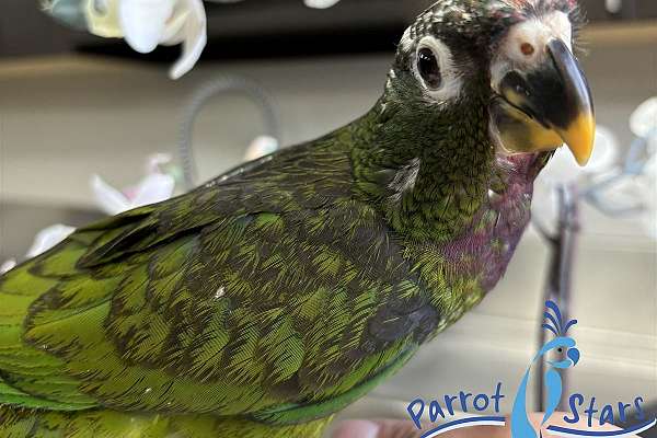 Baby Maximilian Pionus Available at Parrot Stars!