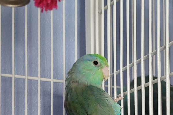 SOLD- Beautiful turquoise pacific parrotlets
