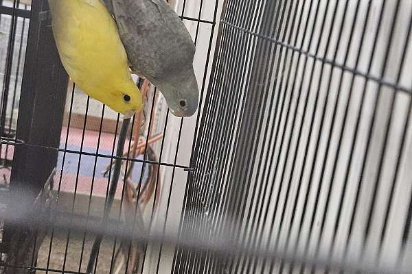 Lineolated parakeet