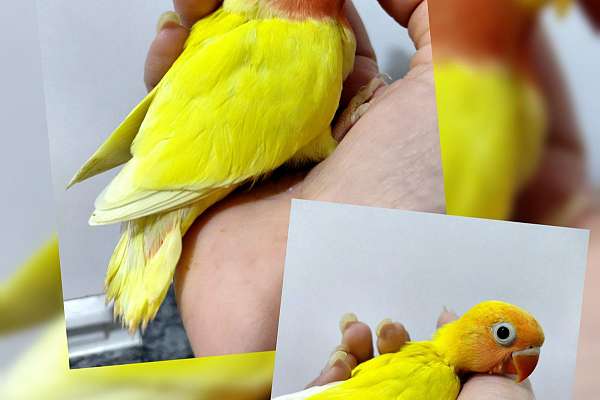 Lovebird babies yellow fisher and roseicollis lutino