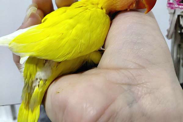 Lovebird babies yellow fisher and roseicollis lutino