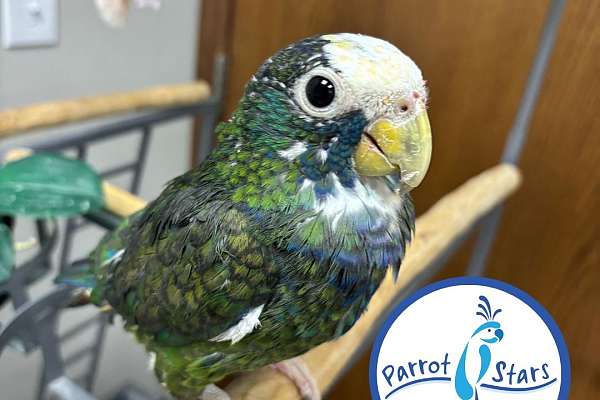 Baby White Capped Pionus Available at Parrot Stars!