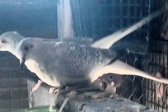 Silver White Tail Diamond Doves