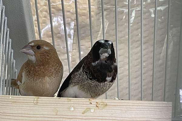 Bonded pair