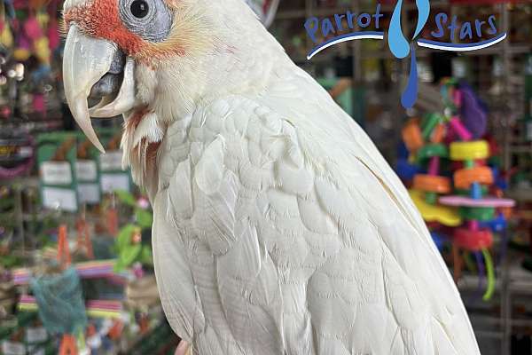 Baby Slender-Billed Cockatoo Available at Parrot Stars!