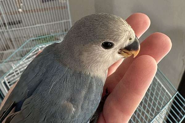 Baby True Blue Peach Faced Love Birds available