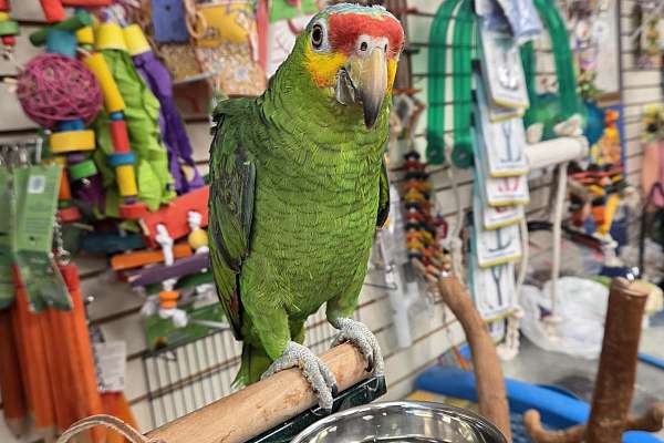 Red Lored Amazon