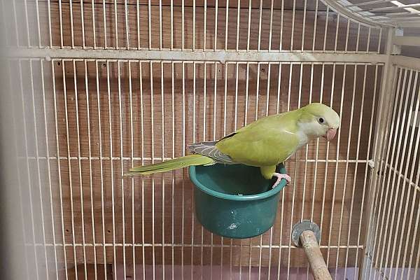 Green opaline split to yellow quaker