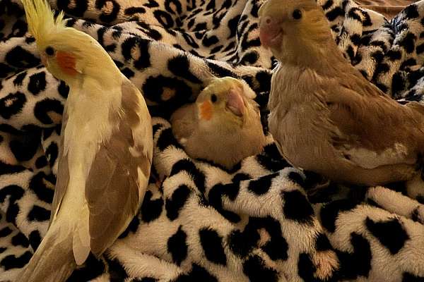 Cockatiel (hand tamed)