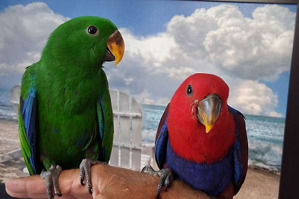 Eclectus babies
