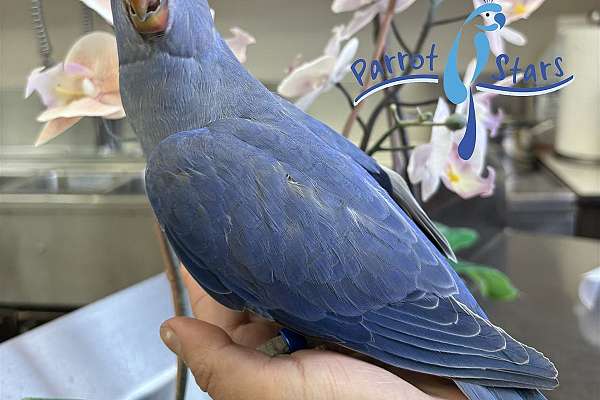 Baby Violet Cobalt Indian Ringneck Available at Parrot Stars!