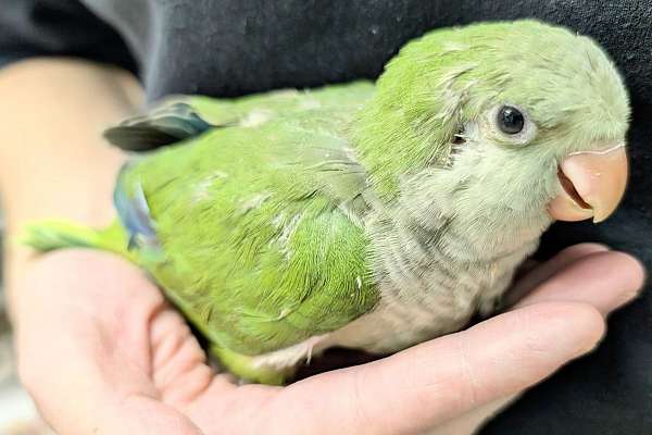 Ghoul, our Green Quaker