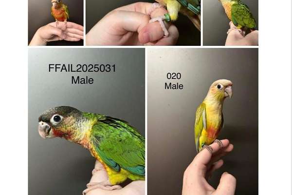 Green cheek conures