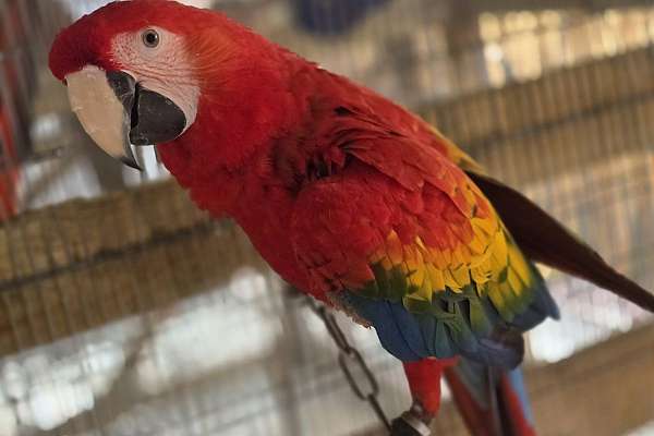 Ruby macaw